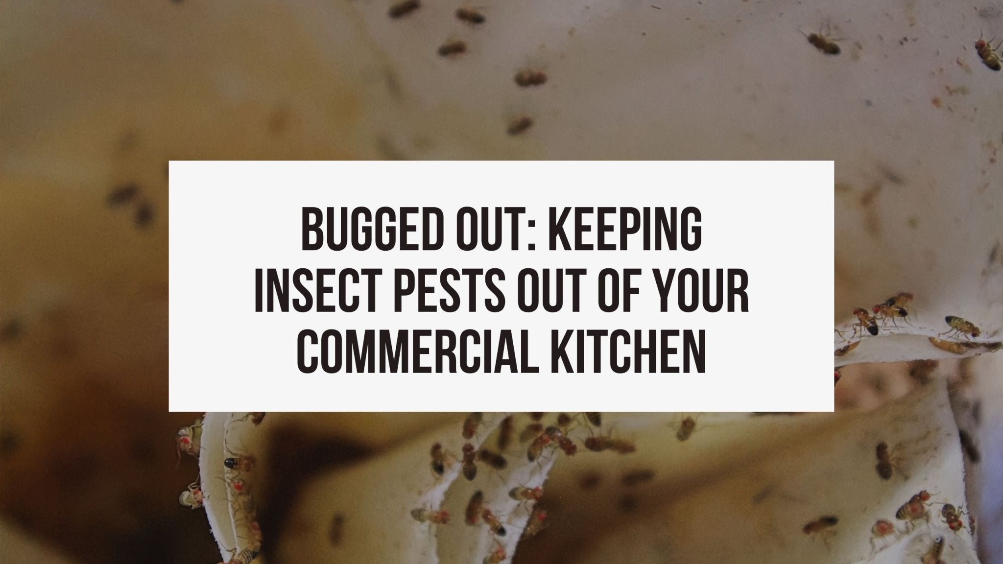 Bugged Out: Keeping Insect Pests Out of Your Commercial Kitchen
